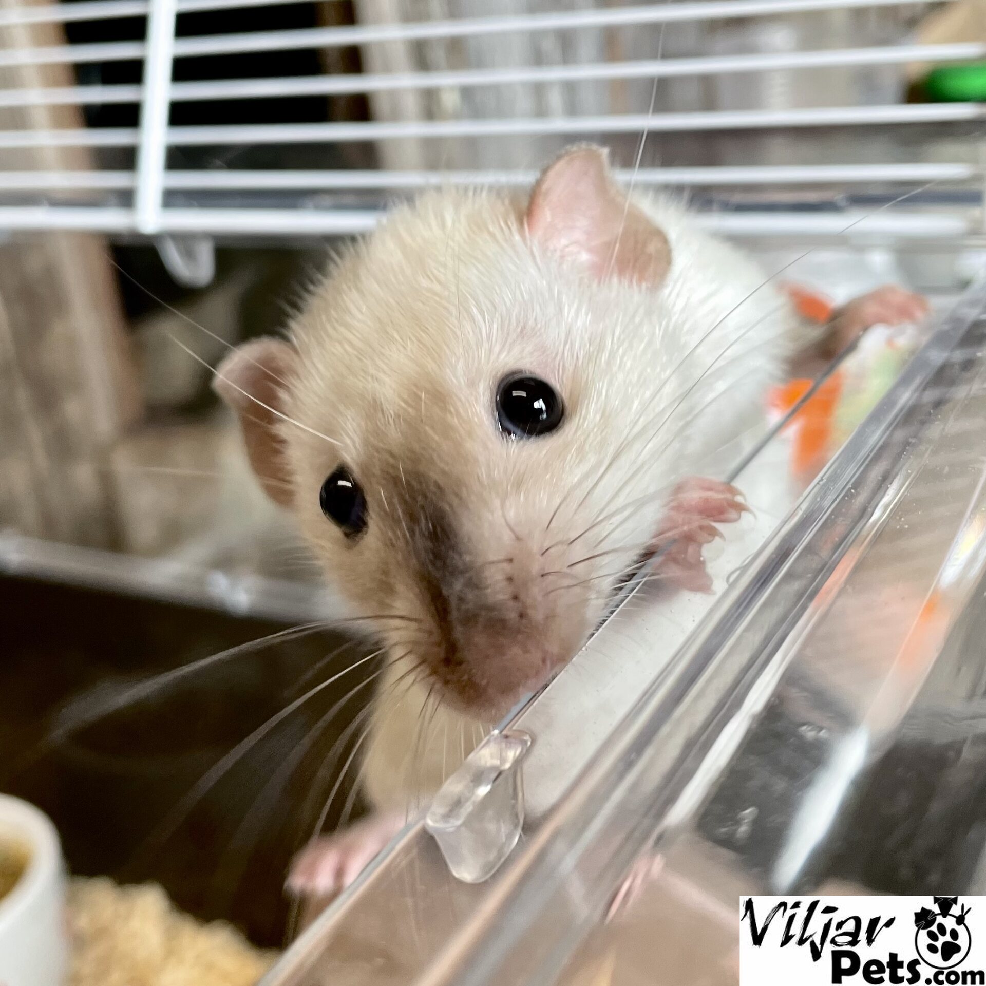 Kesyrotta, uros, siamese dumbo | Viljar Shop