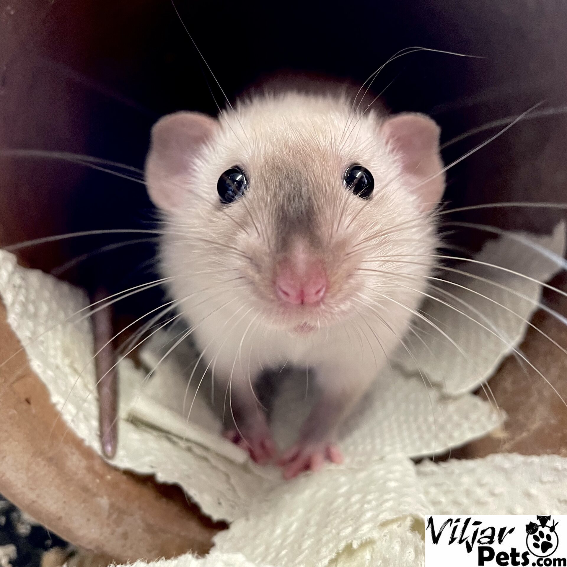 Kesyrotta, uros, siamese dumbo | Viljar Shop