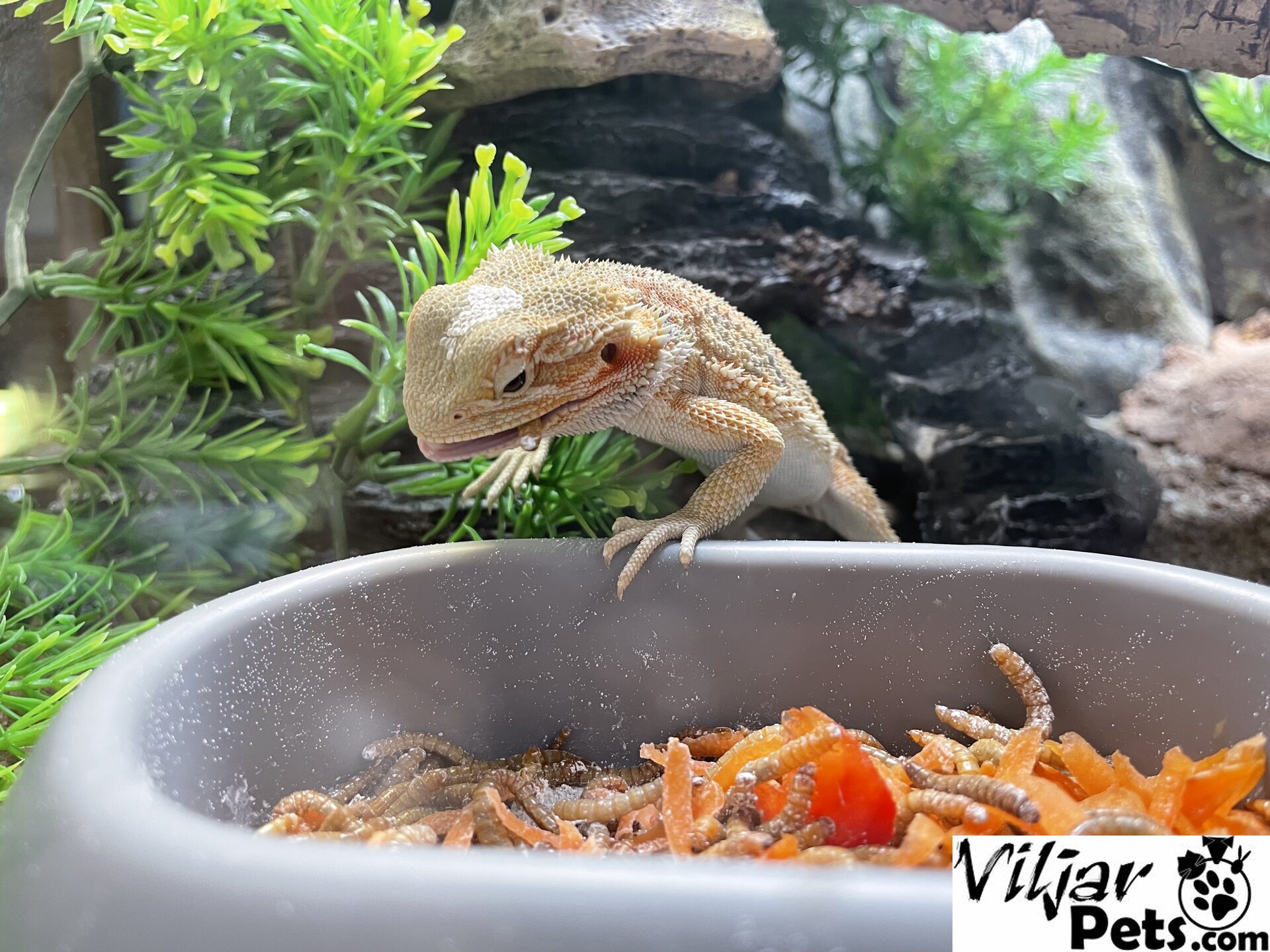 Parta-Agama, nuori | Viljar Shop