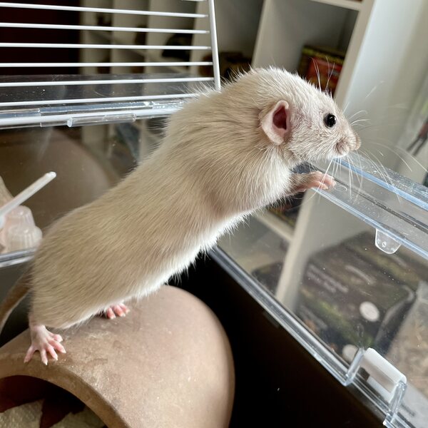 Kesyrotta, uros, siamese dumbo | Viljar Shop