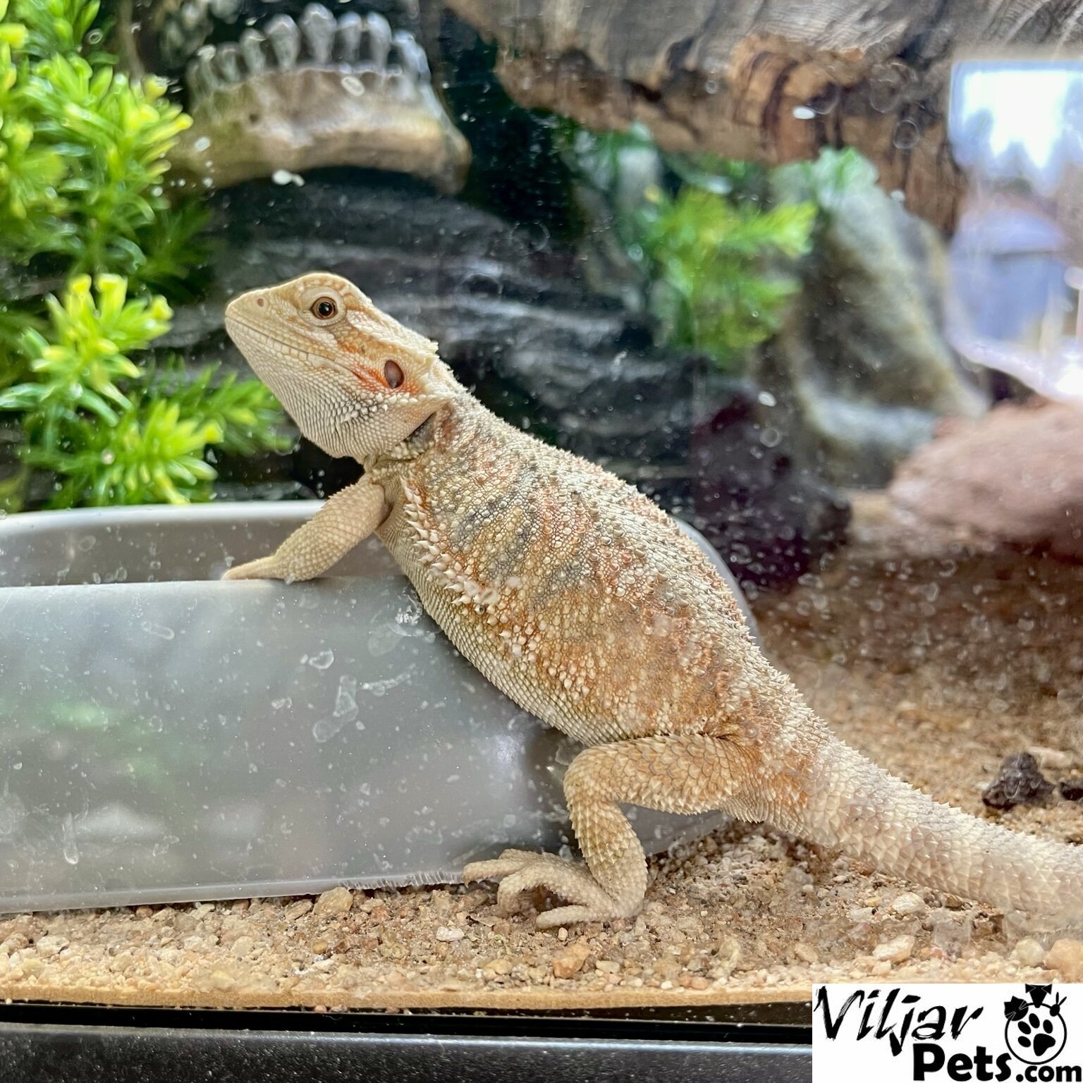 Parta-Agama, nuori | Viljar Shop